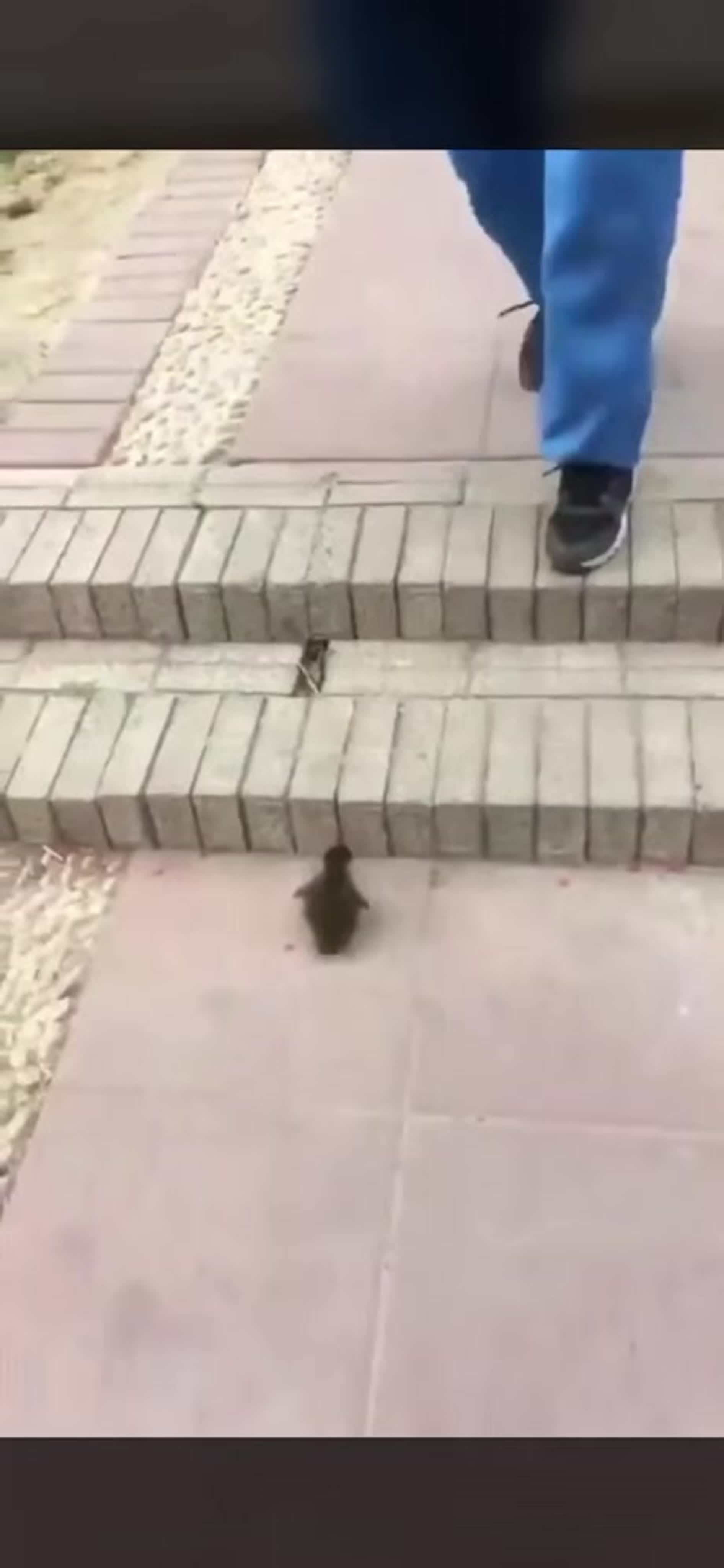 Duckling needing some guidance — Видео от Fun, Joke and Other | ВКонтакте